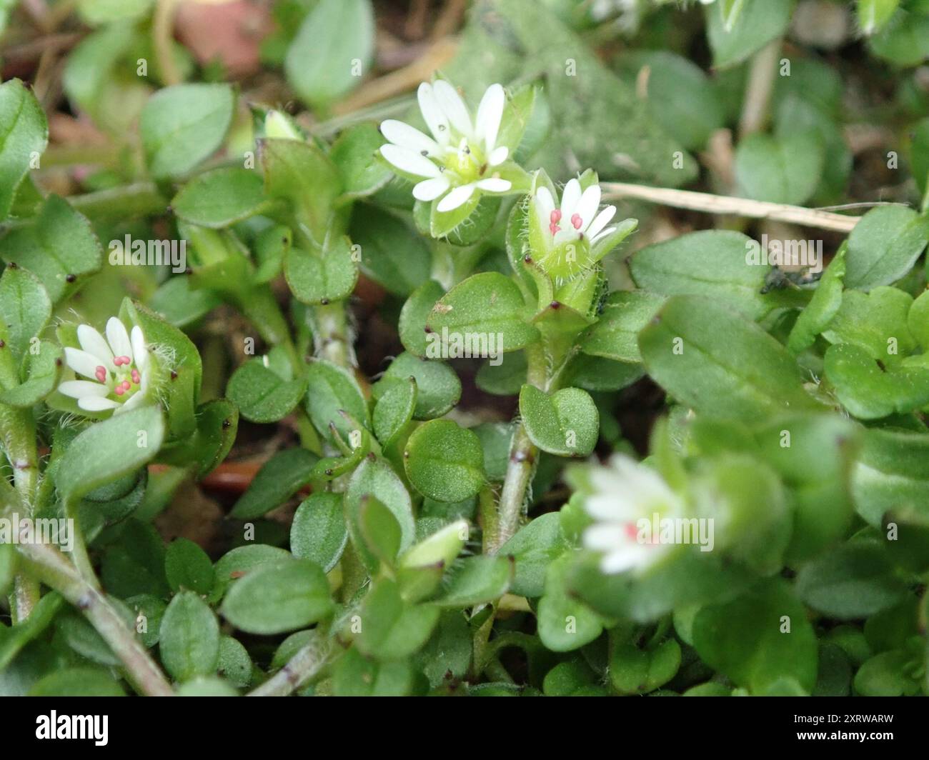 common chickweed (Stellaria media) Plantae Stock Photo - Alamy