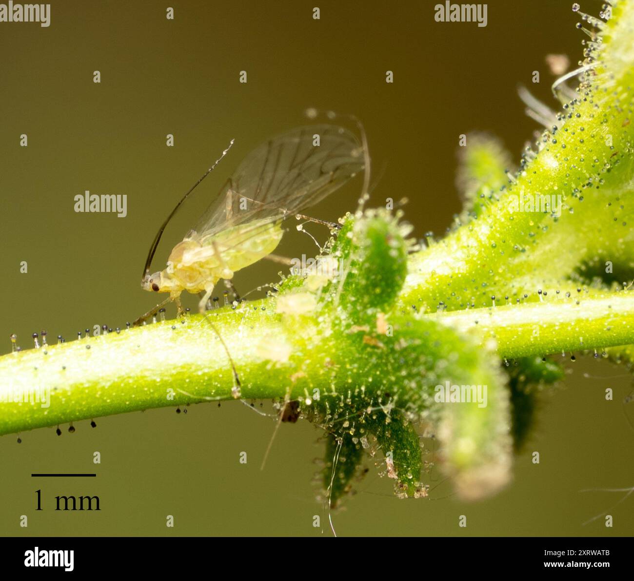 Aphids (Aphididae) Insecta Stock Photo - Alamy