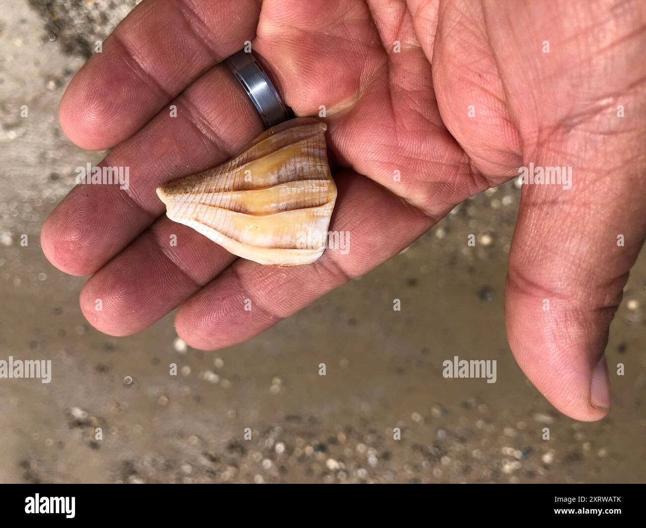 Texas Lightning Whelk (Sinistrofulgur pulleyi) Mollusca Stock Photo - Alamy