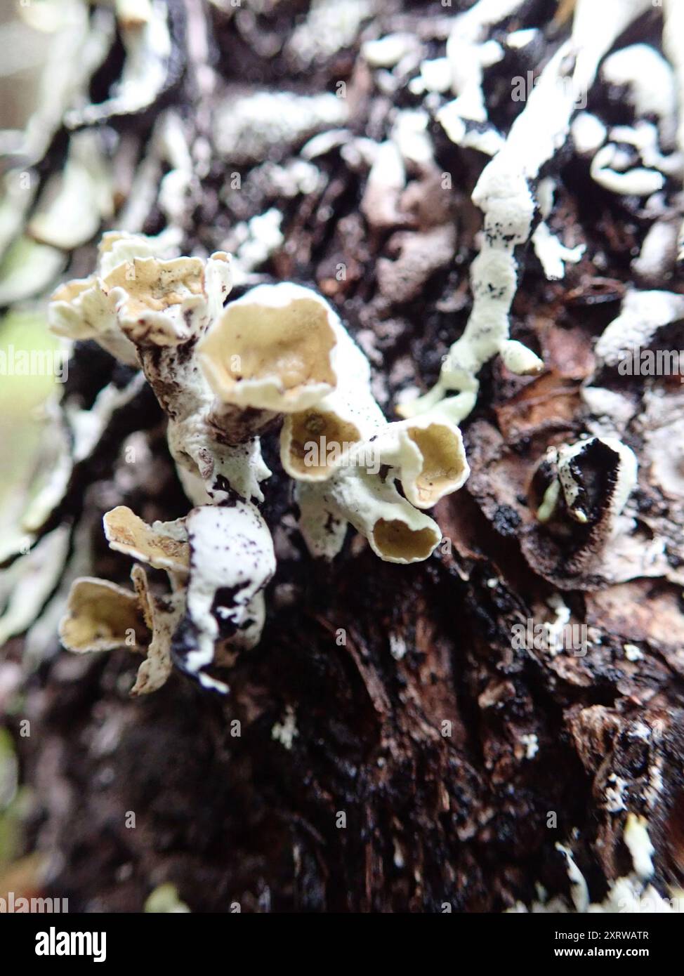 Budding fungi hi-res stock photography and images - Alamy