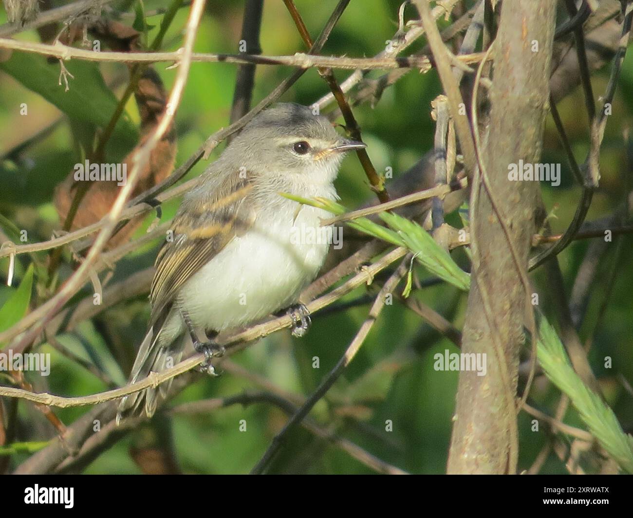 Southern Beardless-Tyrannulet (Camptostoma obsoletum) Aves Stock Photo ...