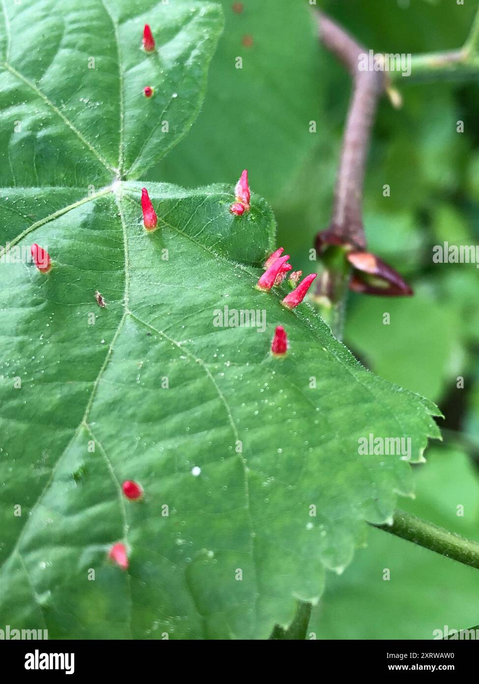 Red Nail Gall Mite (Eriophyes tiliae) Arachnida Stock Photo - Alamy