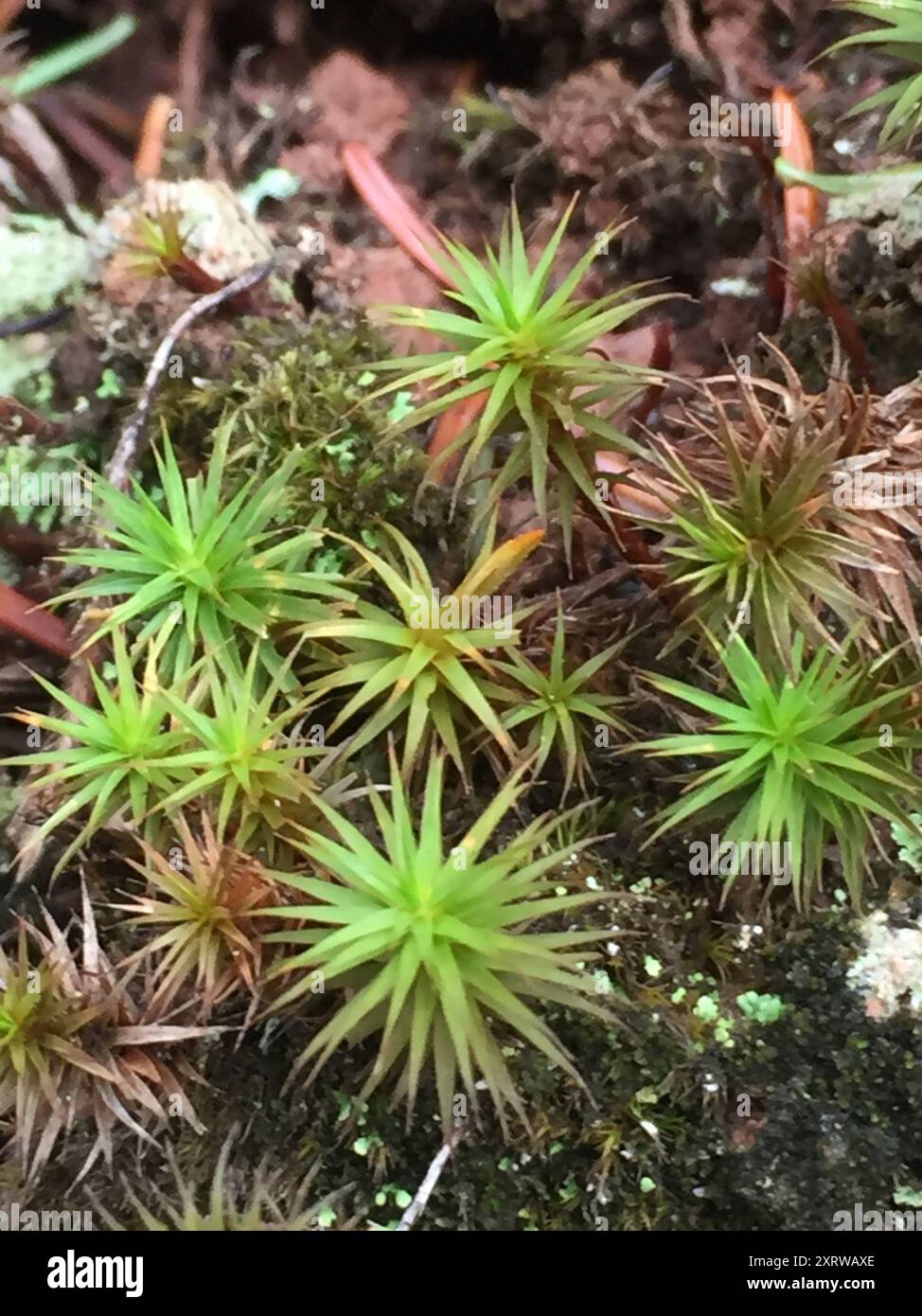 haircap mosses (Polytrichum) Plantae Stock Photo - Alamy