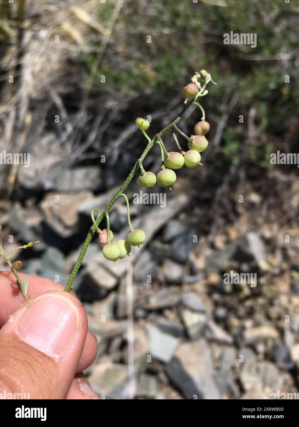 white bladderpod (Physaria purpurea) Plantae Stock Photo - Alamy