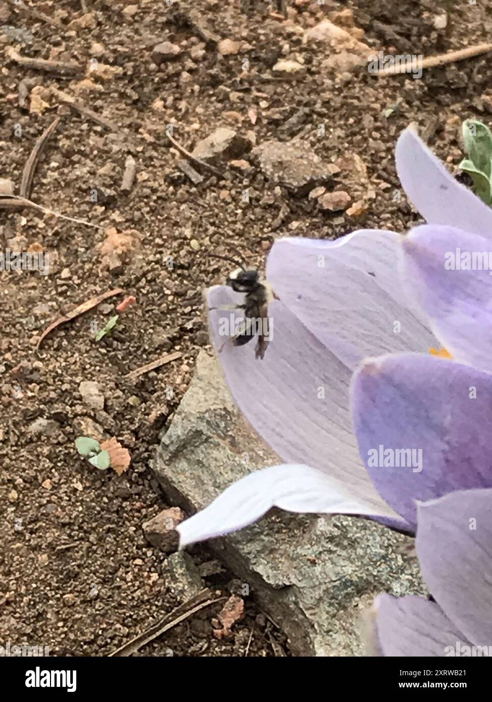 Mining Bees (Andrena) Insecta Stock Photo - Alamy