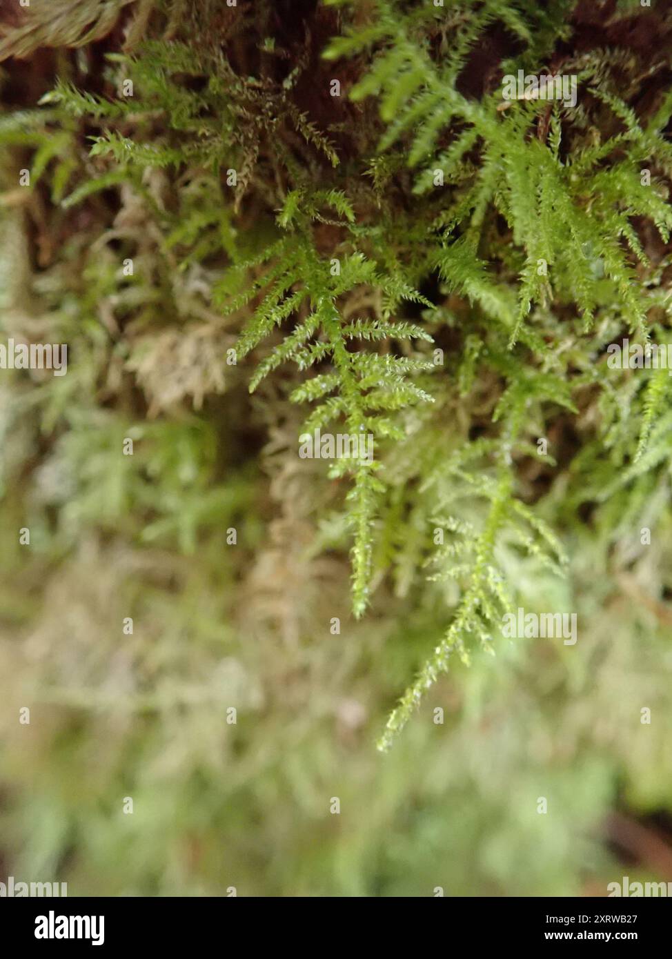 Common Feather-moss (Kindbergia praelonga) Plantae Stock Photo - Alamy