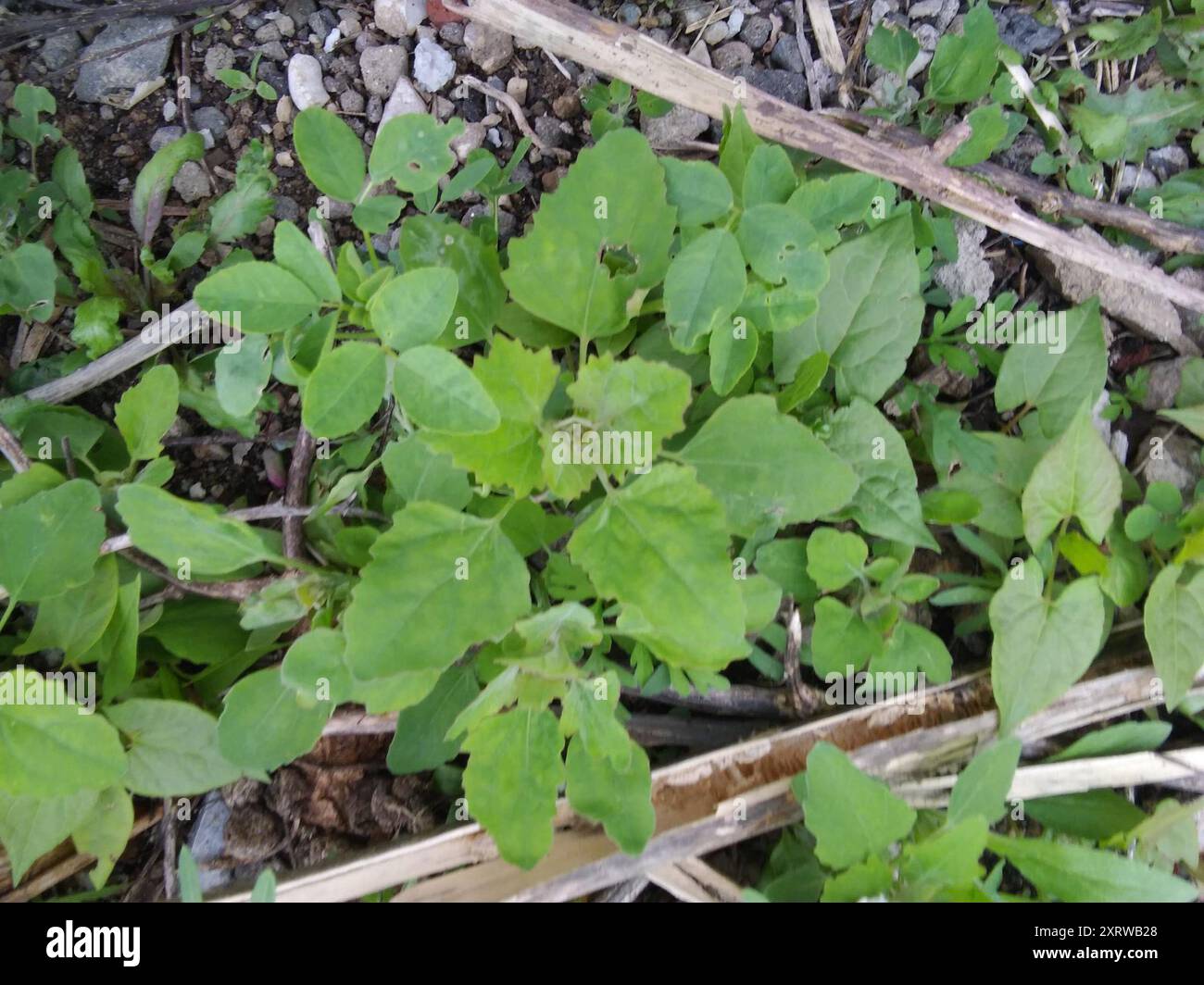 Common Lambsquarters (Chenopodium album) Plantae Stock Photo - Alamy