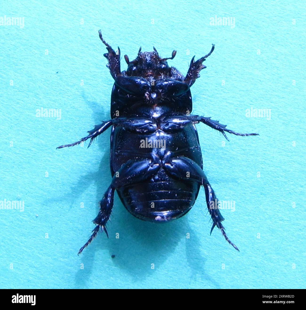 Sugarcane Beetle (Euetheola humilis) Insecta Stock Photo - Alamy