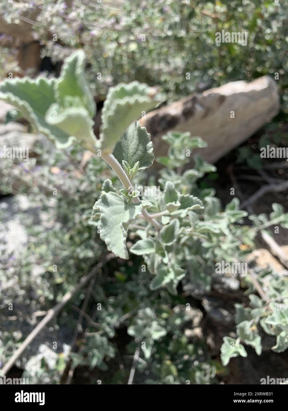desert lavender (Condea emoryi) Plantae Stock Photo - Alamy