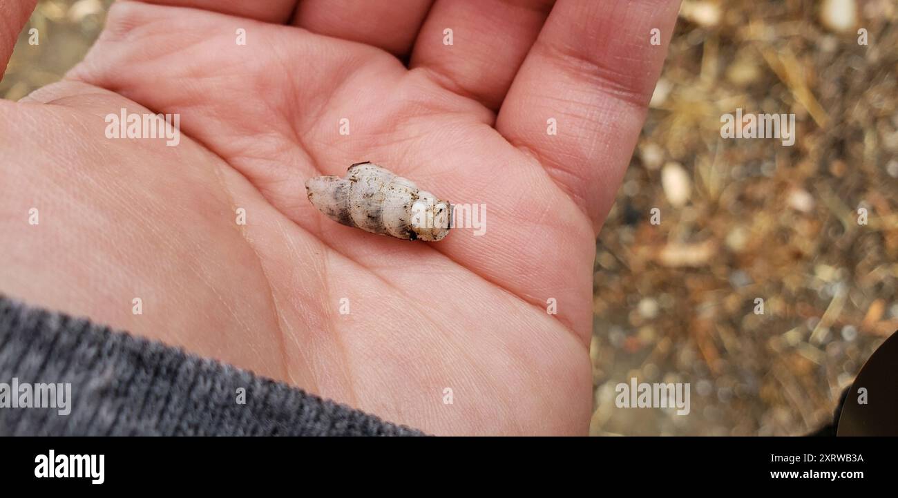 Decollate Snail (Rumina decollata) Mollusca Stock Photo - Alamy