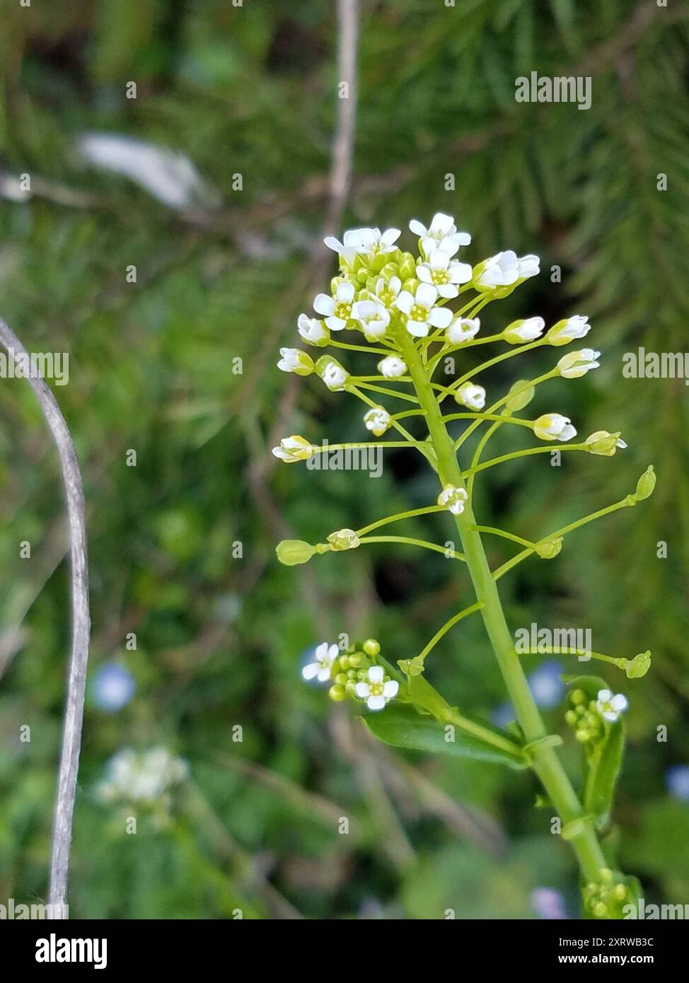 garlic penny-cress (Mummenhoffia alliacea) Plantae Stock Photo - Alamy
