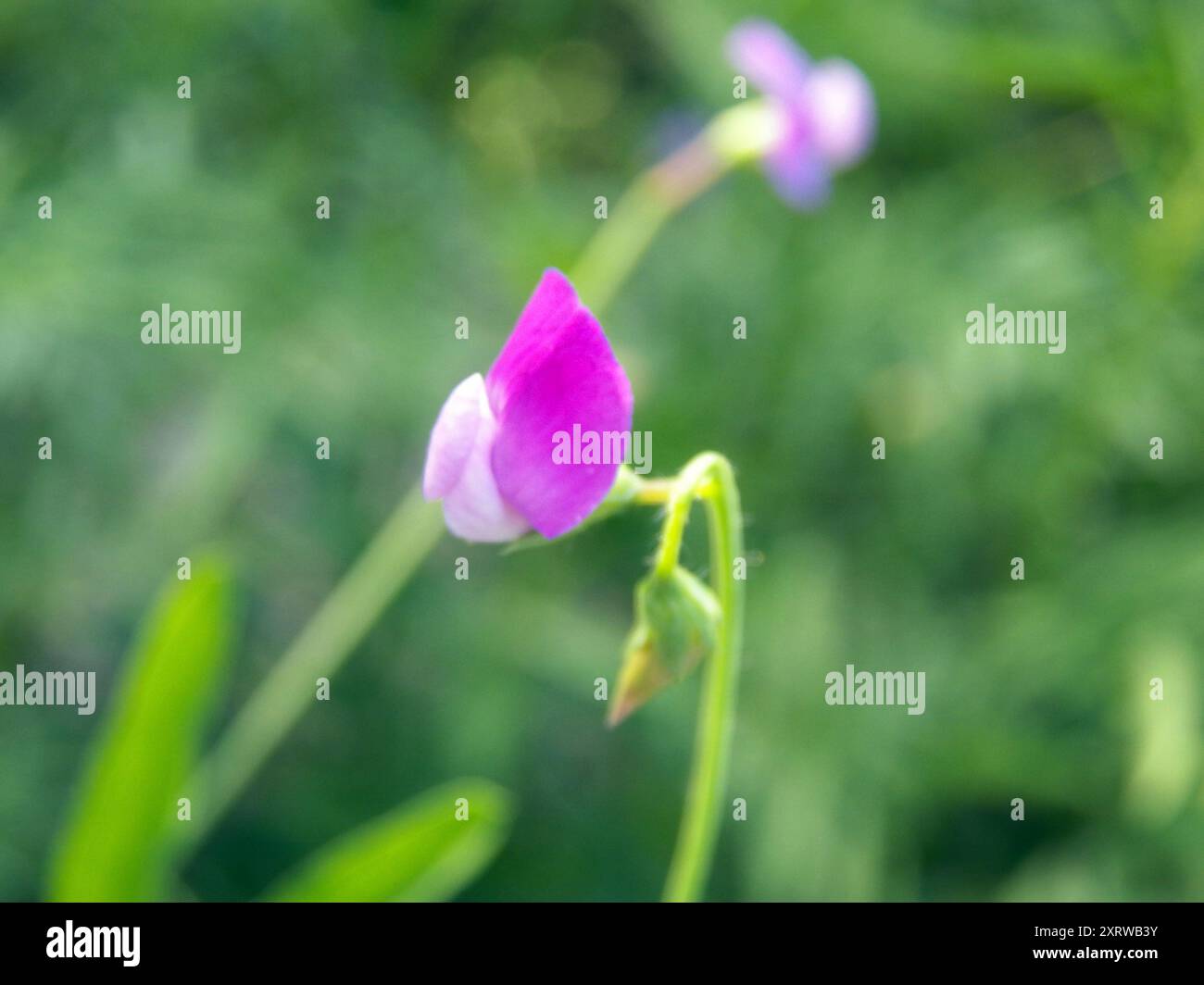 Hairy Vetchling (Lathyrus hirsutus) Plantae Stock Photo - Alamy