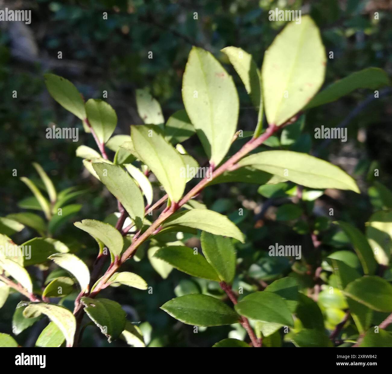 African Boxwood (Myrsine africana) Plantae Stock Photo - Alamy