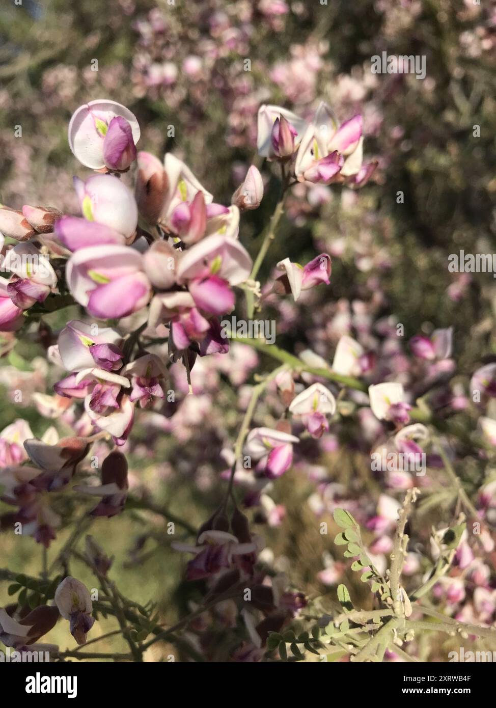 desert ironwood (Olneya tesota) Plantae Stock Photo - Alamy