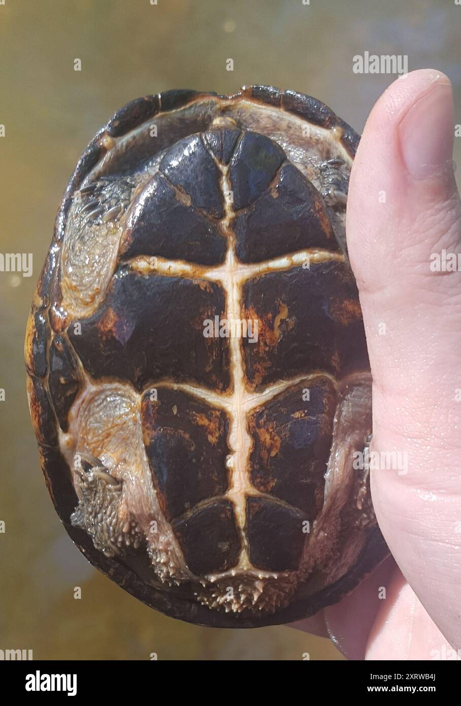 Eastern Musk Turtle (Sternotherus odoratus) Reptilia Stock Photo - Alamy