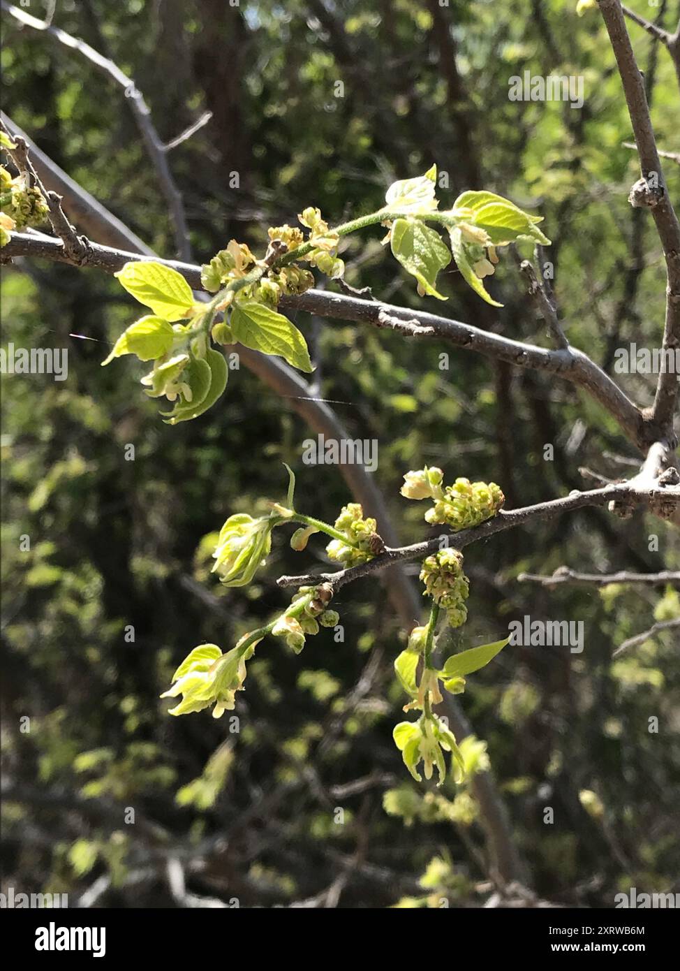 netleaf hackberry (Celtis reticulata) Plantae Stock Photo - Alamy