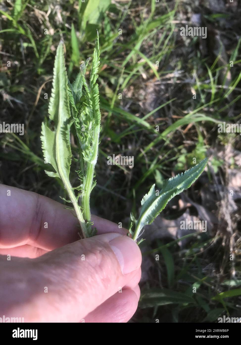 Small's ragwort (Packera anonyma) Plantae Stock Photo - Alamy