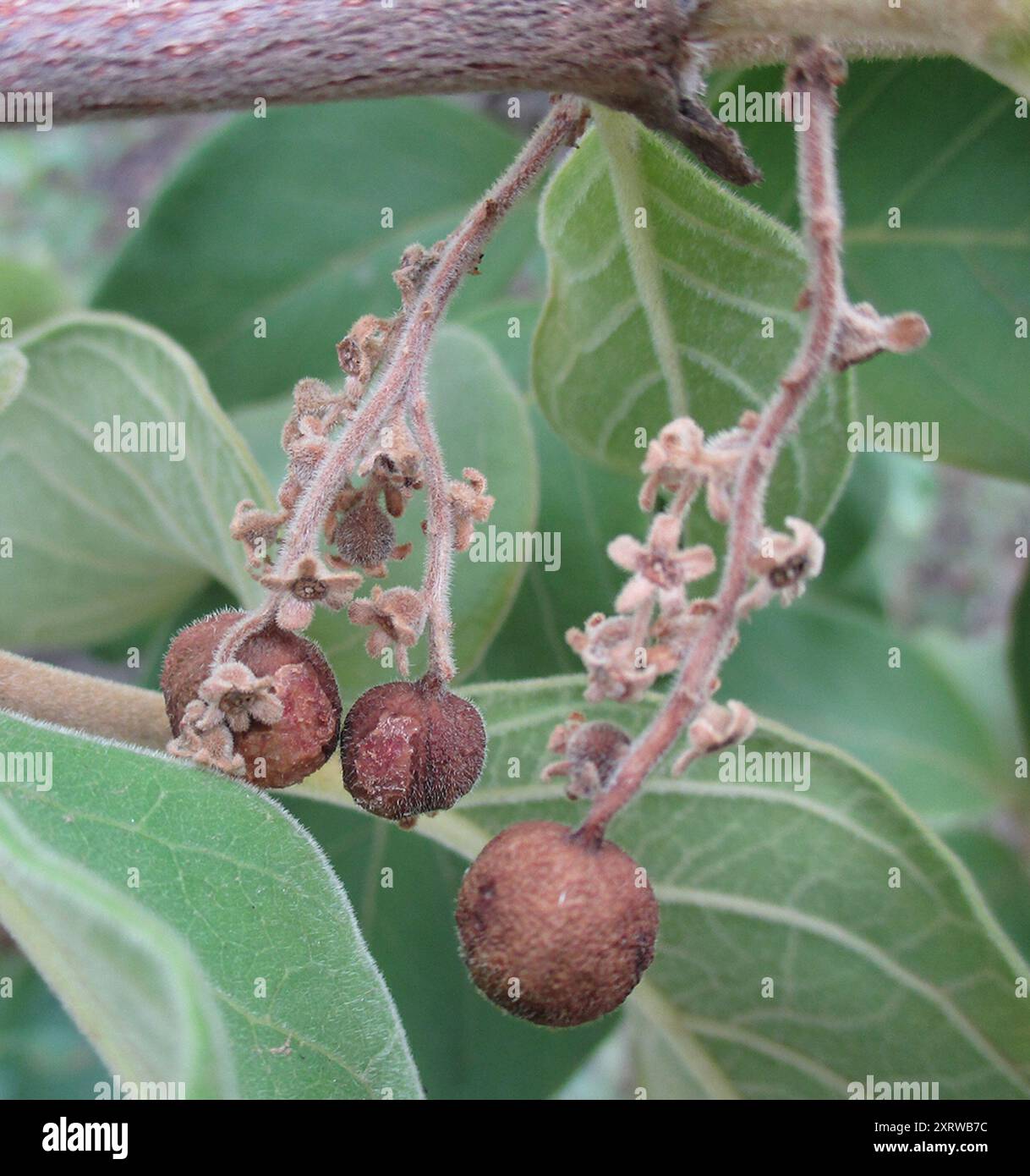 wild-medlar (Vangueria infausta) Plantae Stock Photo - Alamy