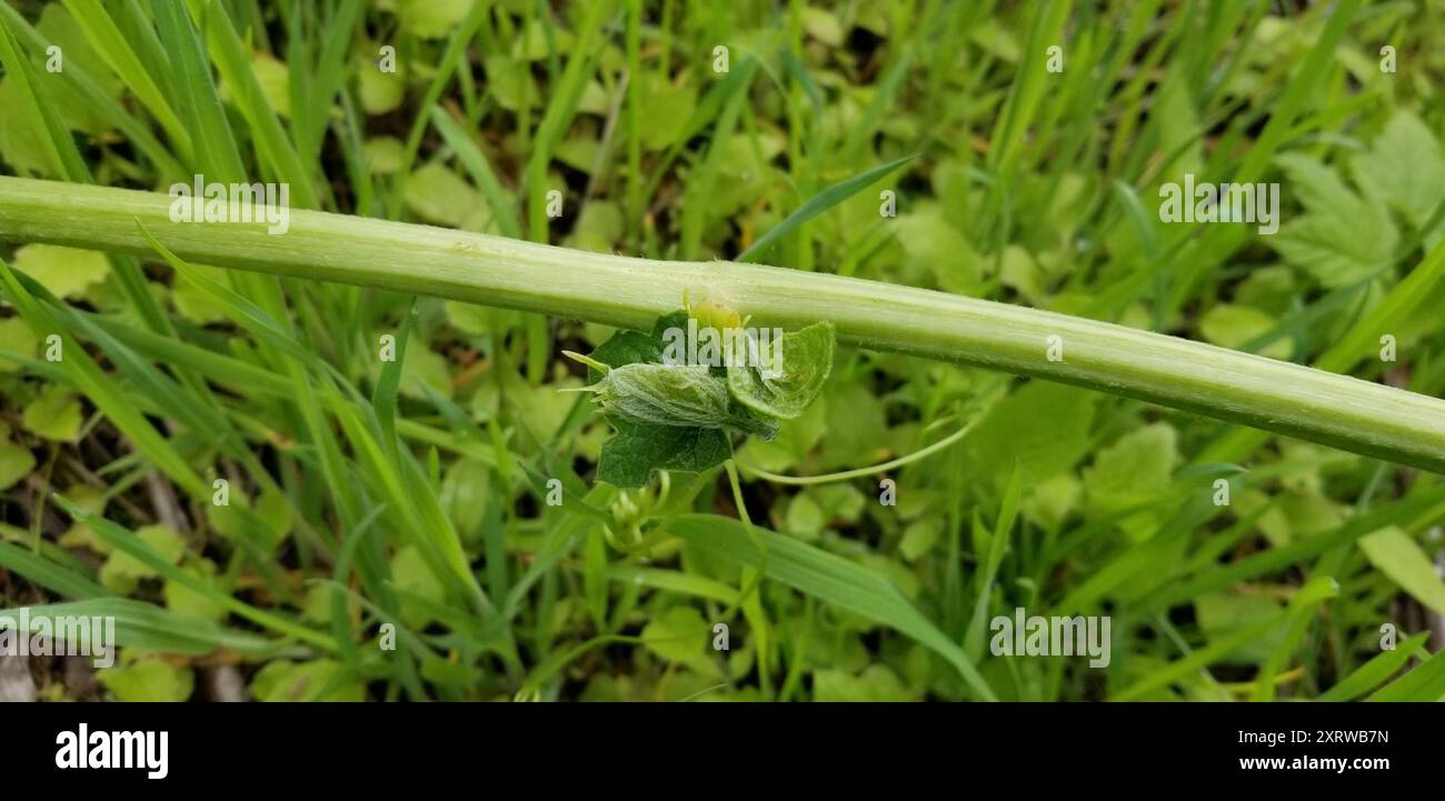 coastal manroot (Marah oregana) Plantae Stock Photo - Alamy