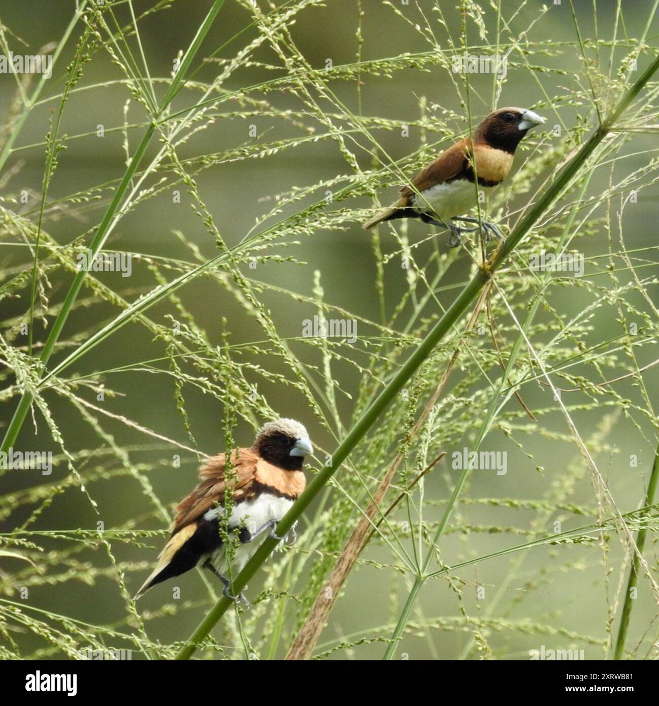 Chestnut-breasted Munia (Lonchura castaneothorax) Aves Stock Photo - Alamy