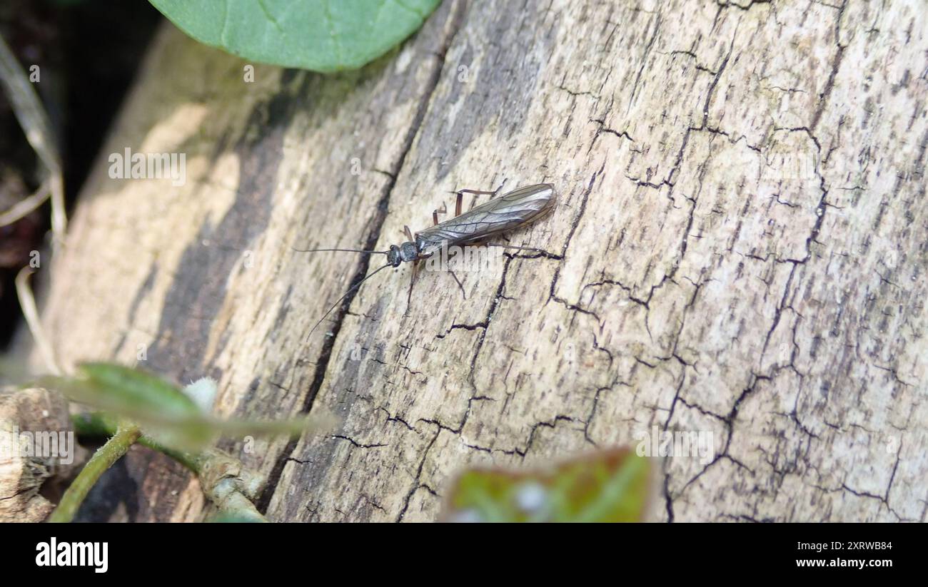 Stoneflies (Plecoptera) Insecta Stock Photo - Alamy
