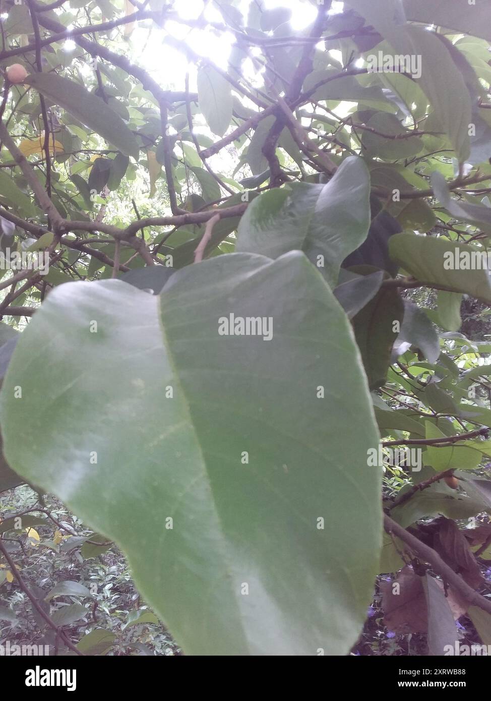 Monkey Jack (Artocarpus lacucha) Plantae Stock Photo - Alamy