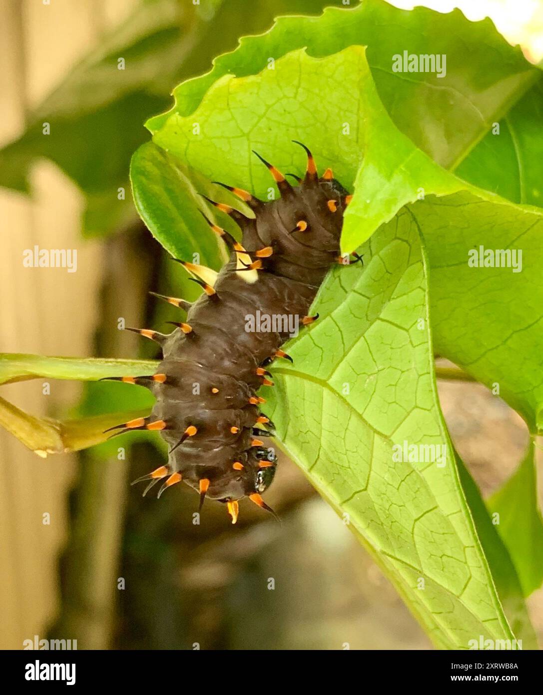 Cairns Birdwing (Ornithoptera euphorion) Insecta Stock Photo - Alamy