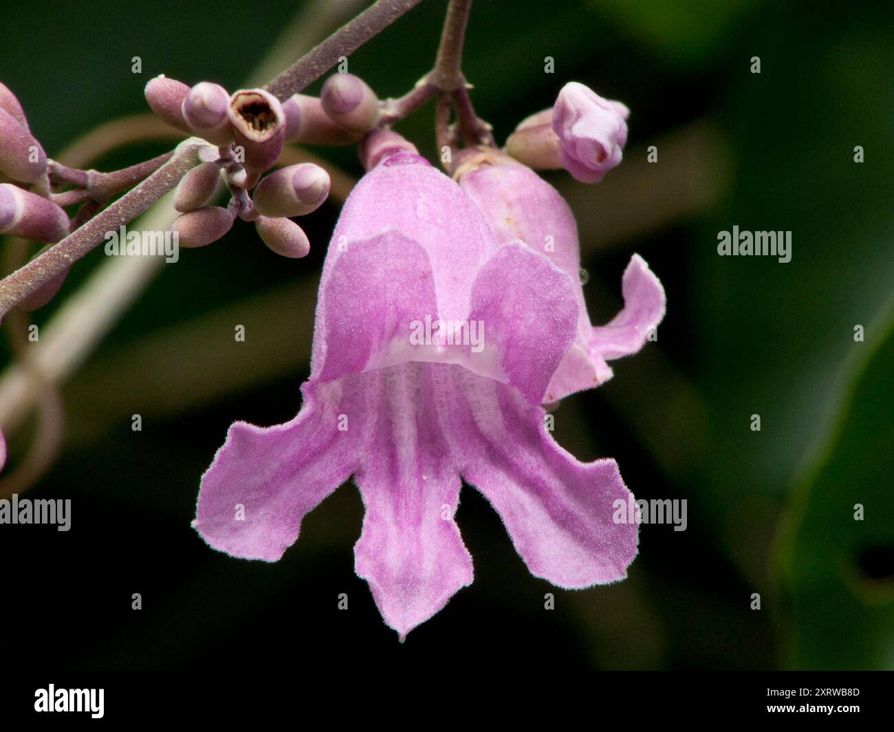 bignonia family (Bignoniaceae) Plantae Stock Photo - Alamy