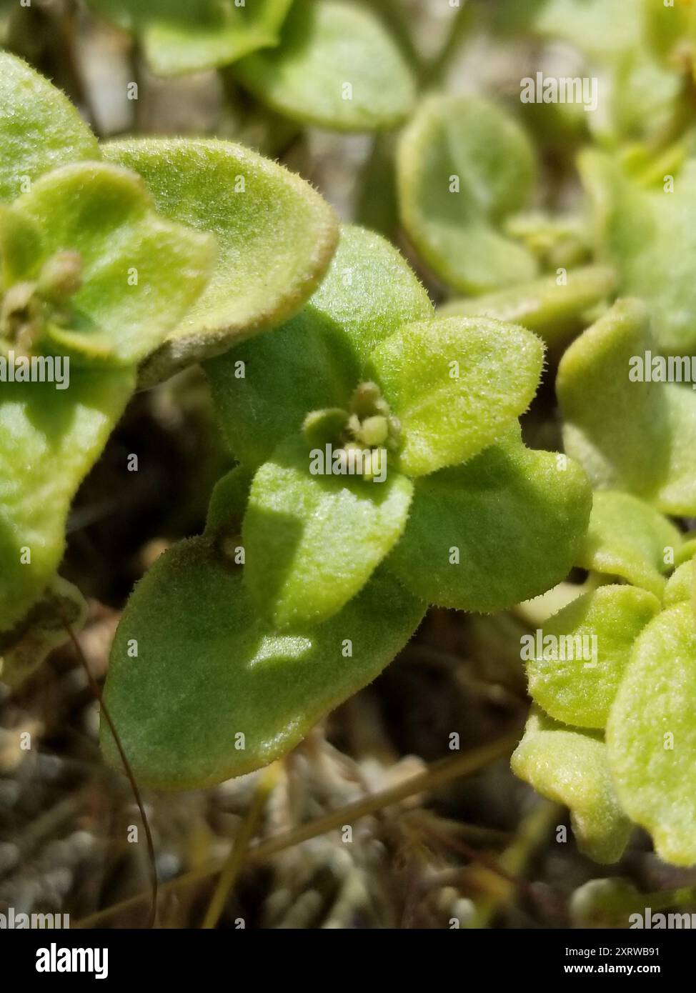 common goldfields (Lasthenia gracilis) Plantae Stock Photo - Alamy
