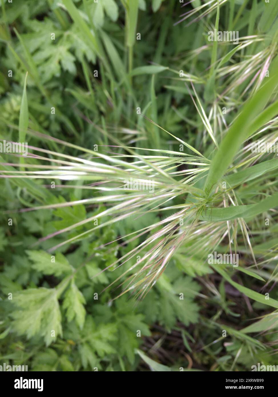 Cheatgrass (Bromus tectorum) Plantae Stock Photo - Alamy