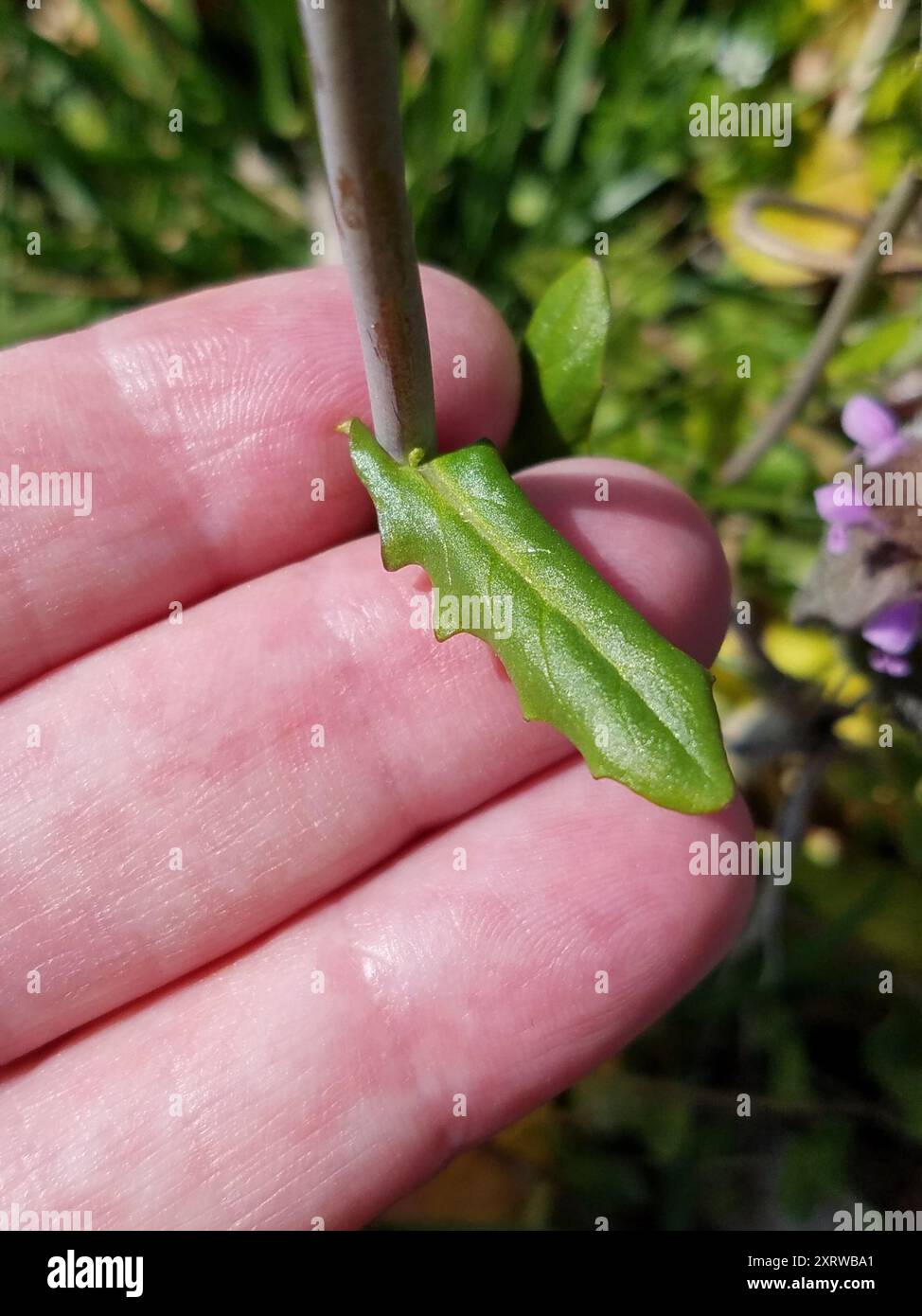 garlic penny-cress (Mummenhoffia alliacea) Plantae Stock Photo - Alamy