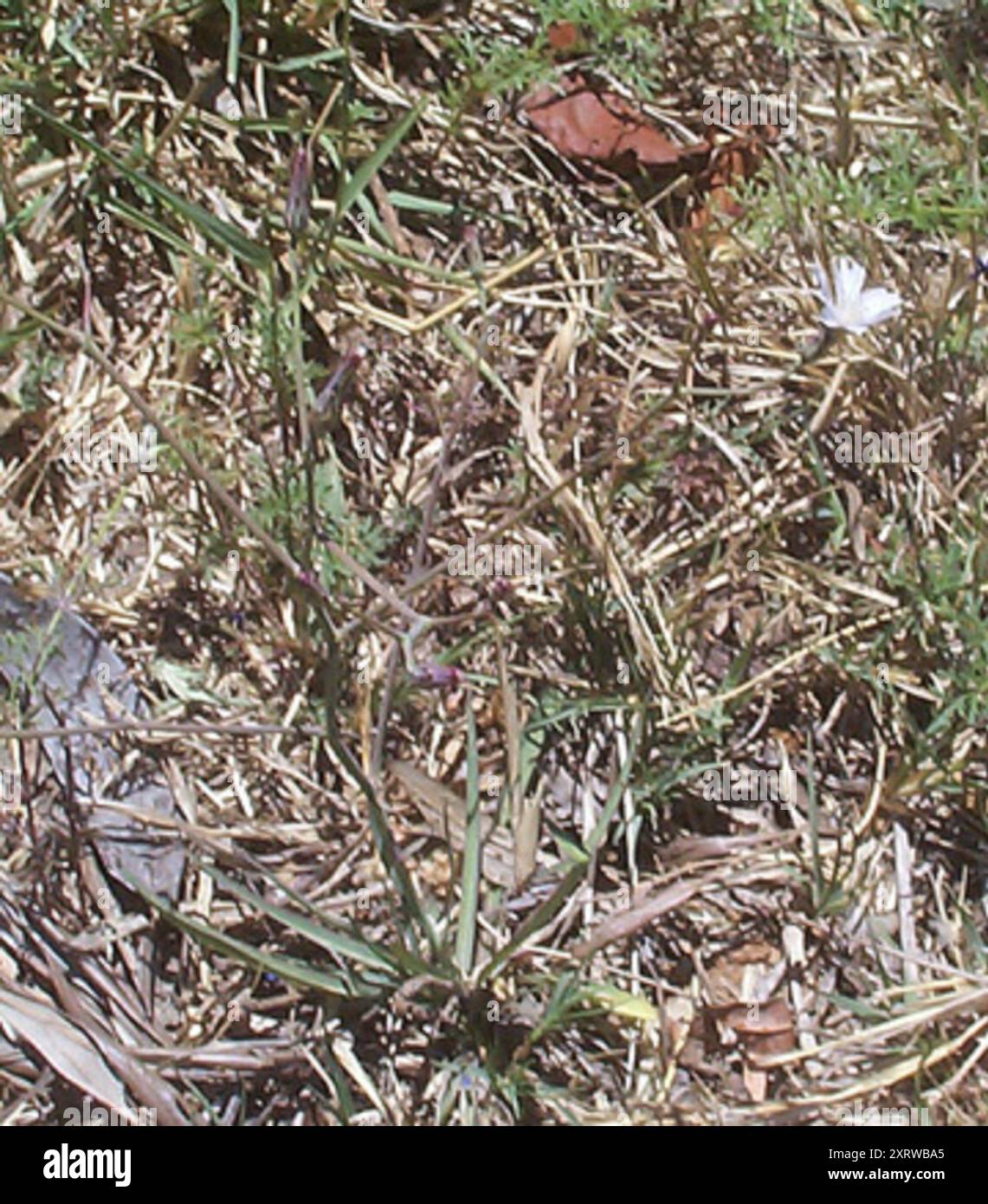 African Lettuce (Lactuca inermis) Plantae Stock Photo - Alamy