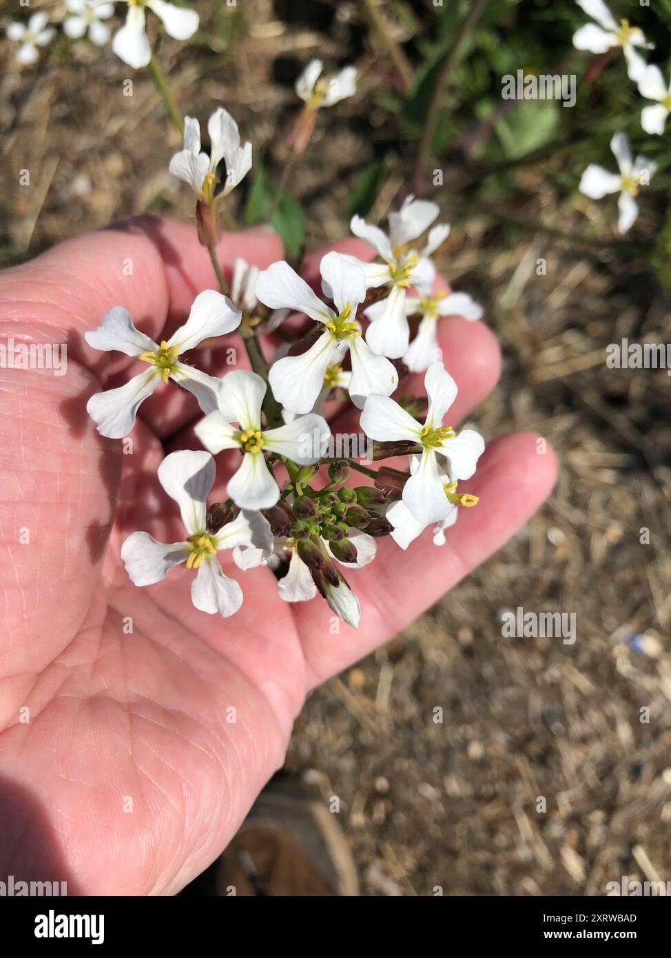 wild and domestic radish (Raphanus raphanistrum sativus) Plantae Stock ...