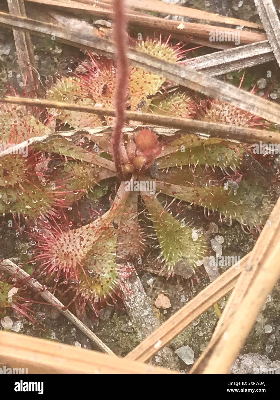 dwarf sundew (Drosera brevifolia) Plantae Stock Photo - Alamy