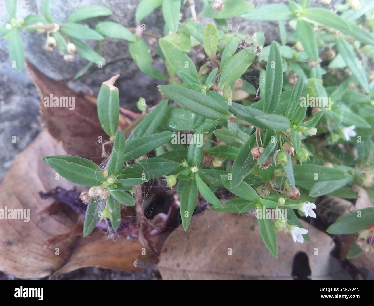 Old World Diamond Flower (Oldenlandia corymbosa) Plantae Stock Photo ...