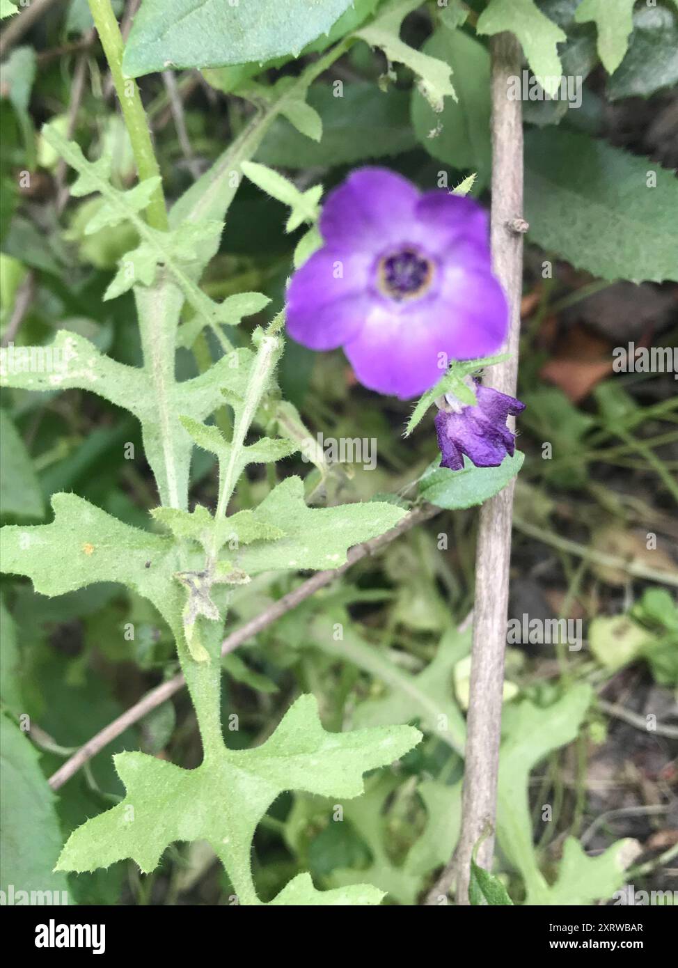 Fiesta Flower (Pholistoma auritum) Plantae Stock Photo - Alamy