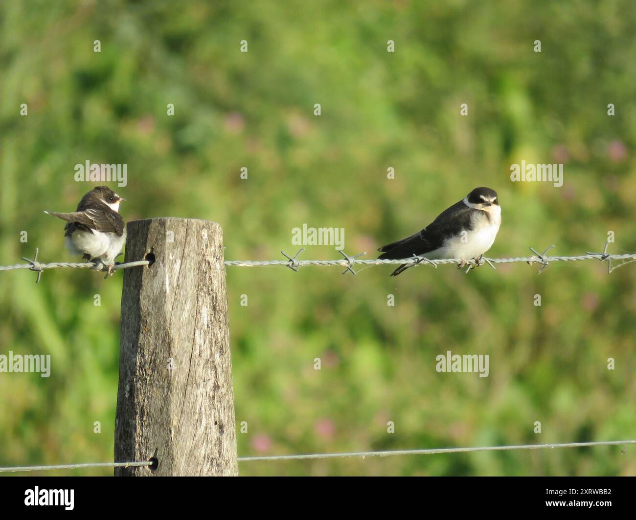 White-rumped Swallow (Tachycineta leucorrhoa) Aves Stock Photo - Alamy