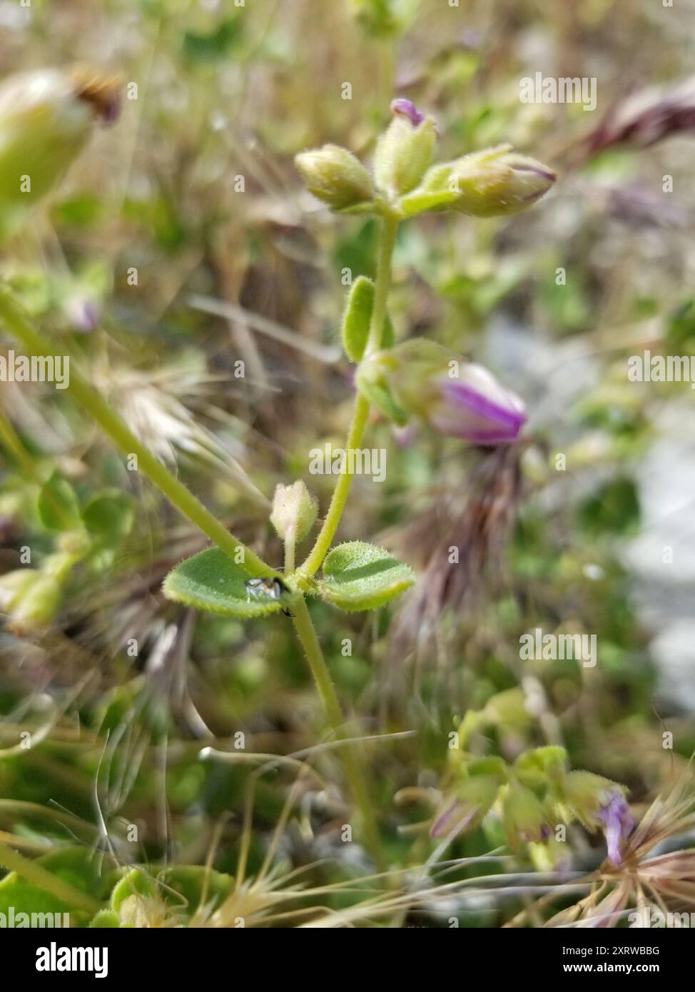 Wishbone Bush (Mirabilis laevis) Plantae Stock Photo - Alamy
