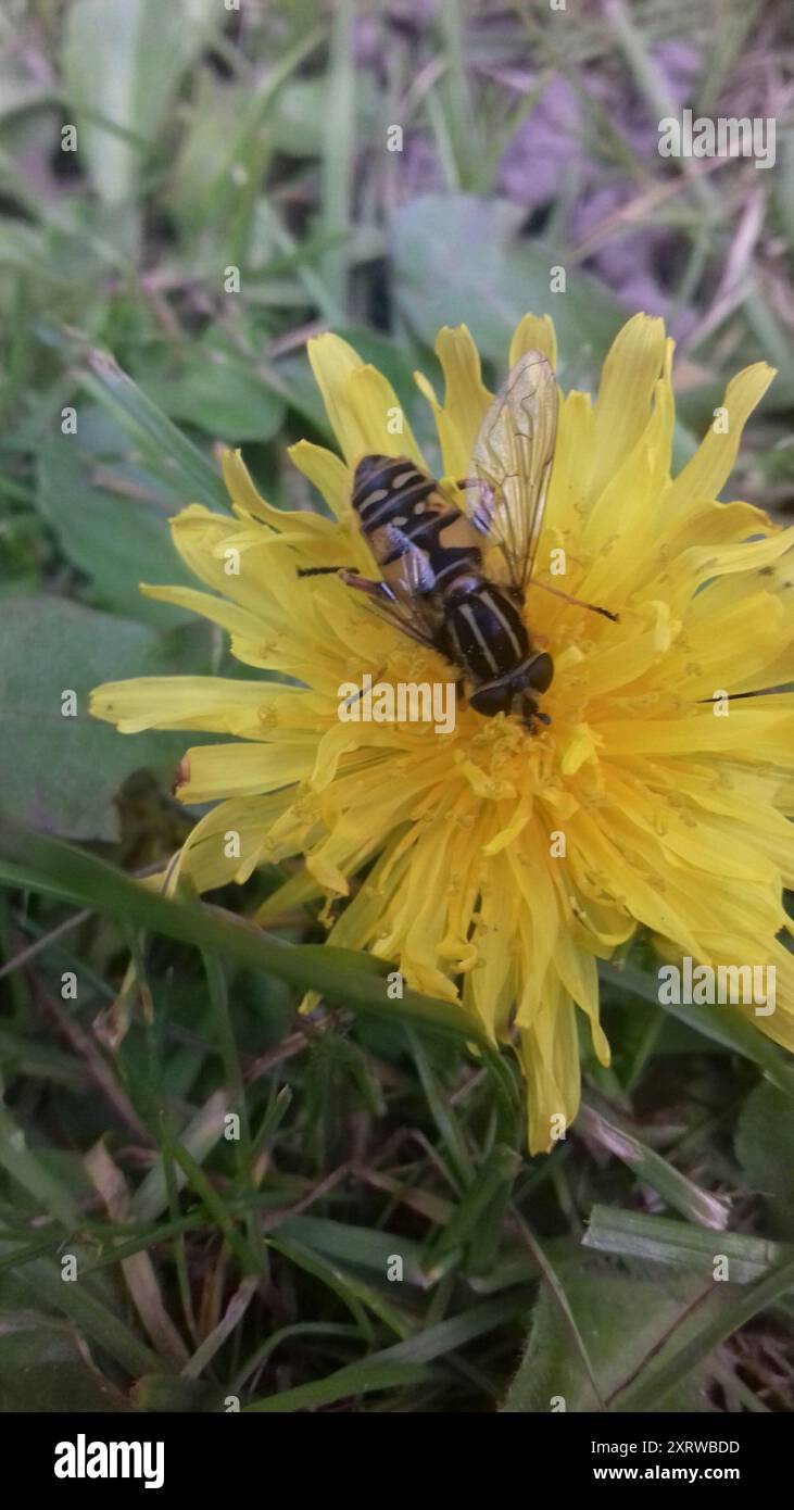 Sun Fly (Helophilus pendulus) Insecta Stock Photo - Alamy