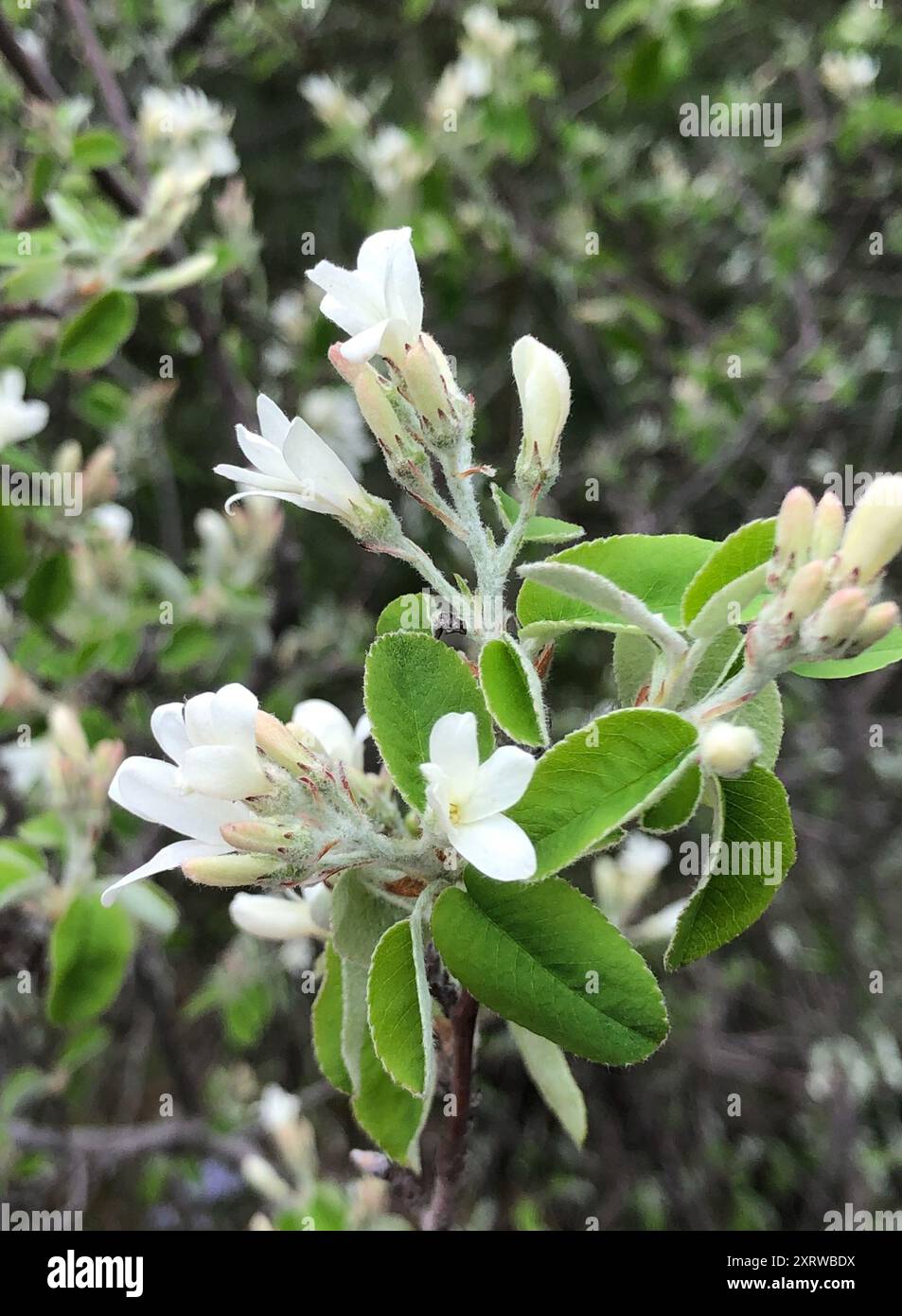 Snowy Mespilus (Amelanchier ovalis) Plantae Stock Photo - Alamy
