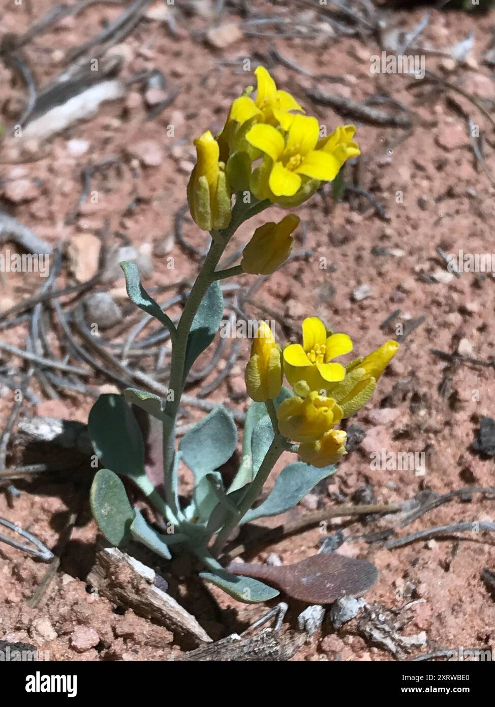 bladderpods (Physaria) Plantae Stock Photo - Alamy