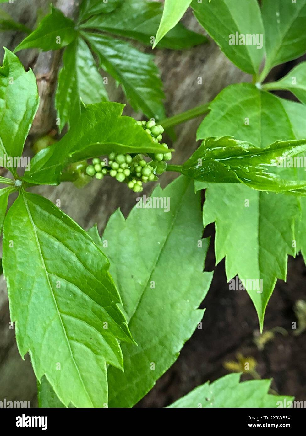 Virginia creeper (Parthenocissus quinquefolia) Plantae Stock Photo - Alamy