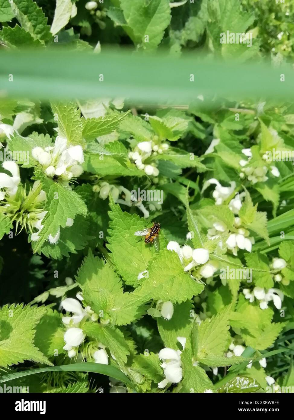 Sun Fly (Helophilus pendulus) Insecta Stock Photo - Alamy