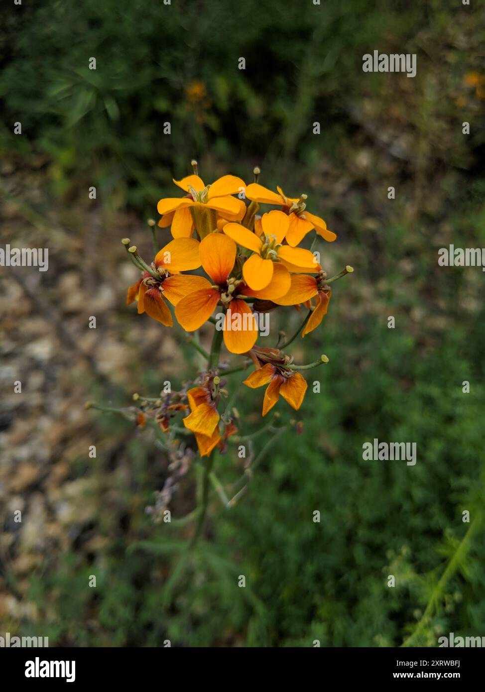Western Wallflower (Erysimum capitatum) Plantae Stock Photo - Alamy