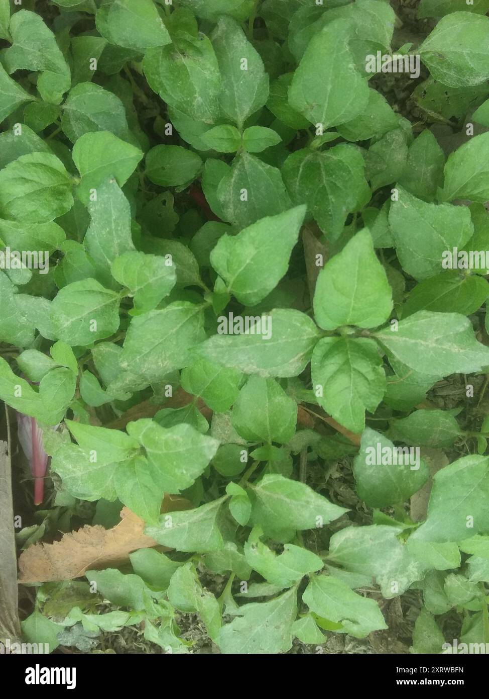 straggler daisy (Calyptocarpus vialis) Plantae Stock Photo - Alamy