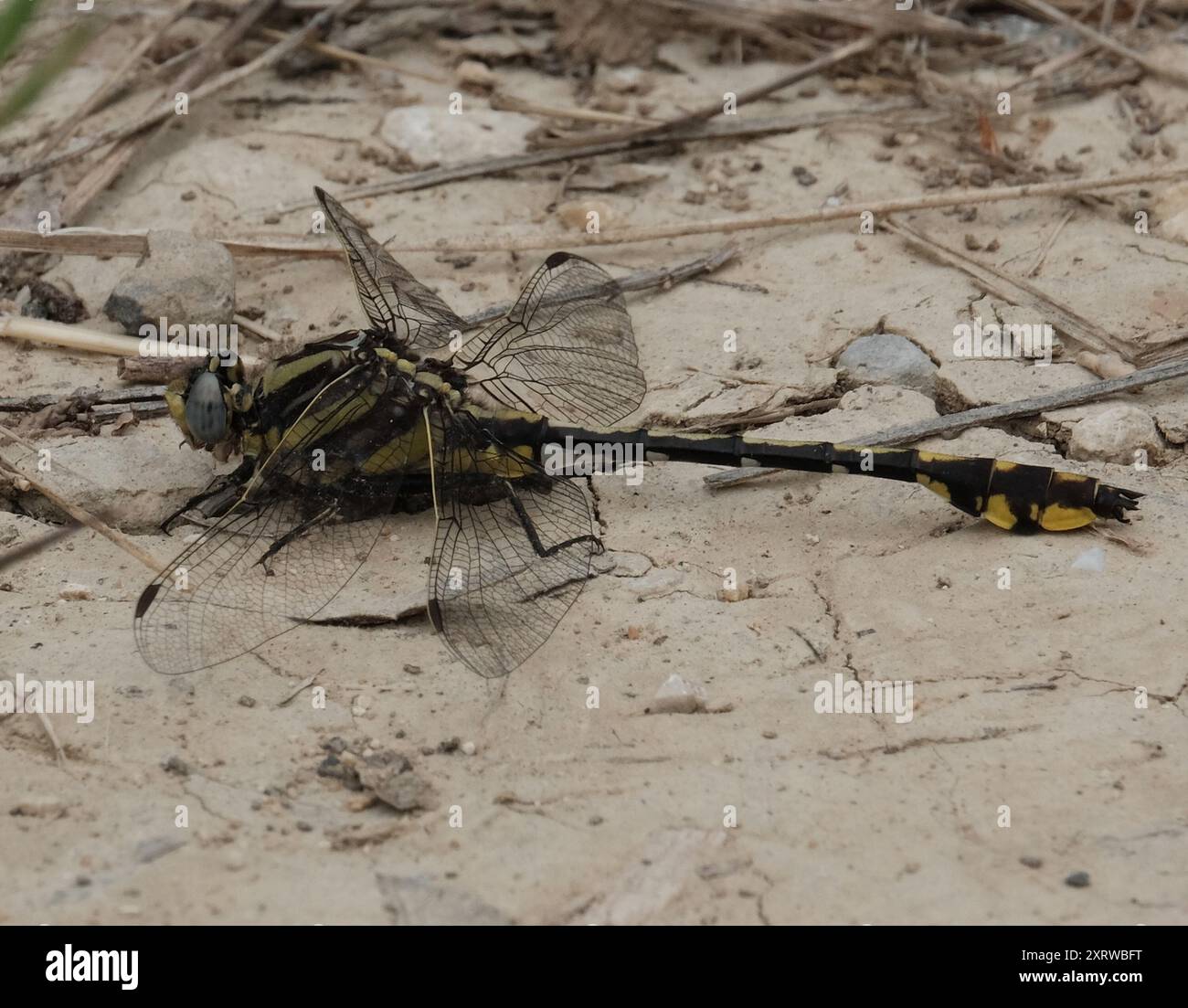 Externus hi-res stock photography and images - Alamy