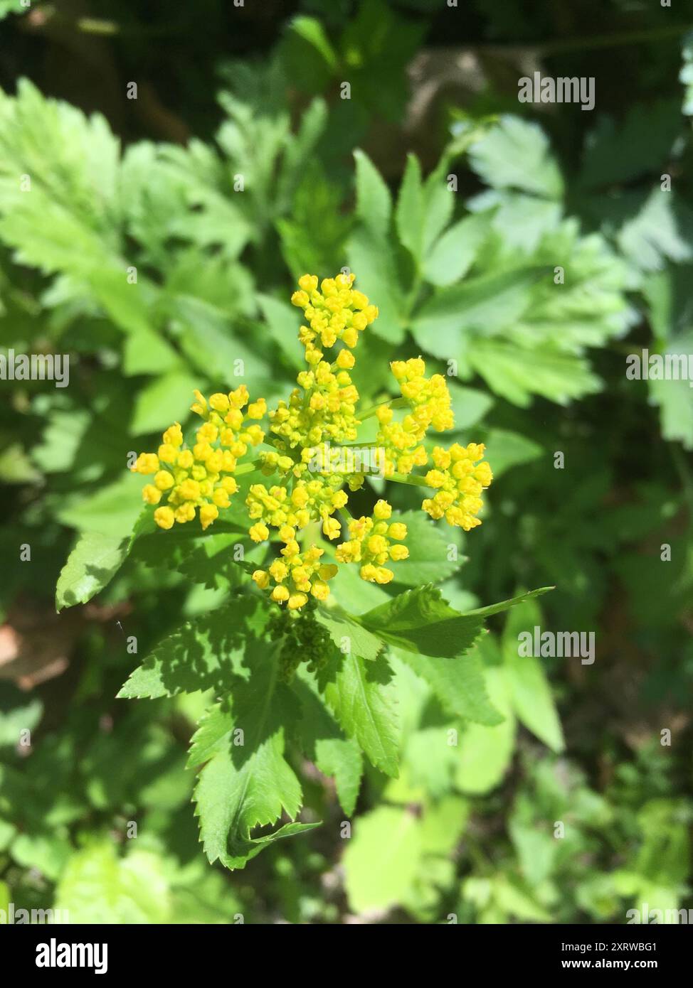 golden Alexanders (Zizia aurea) Plantae Stock Photo - Alamy