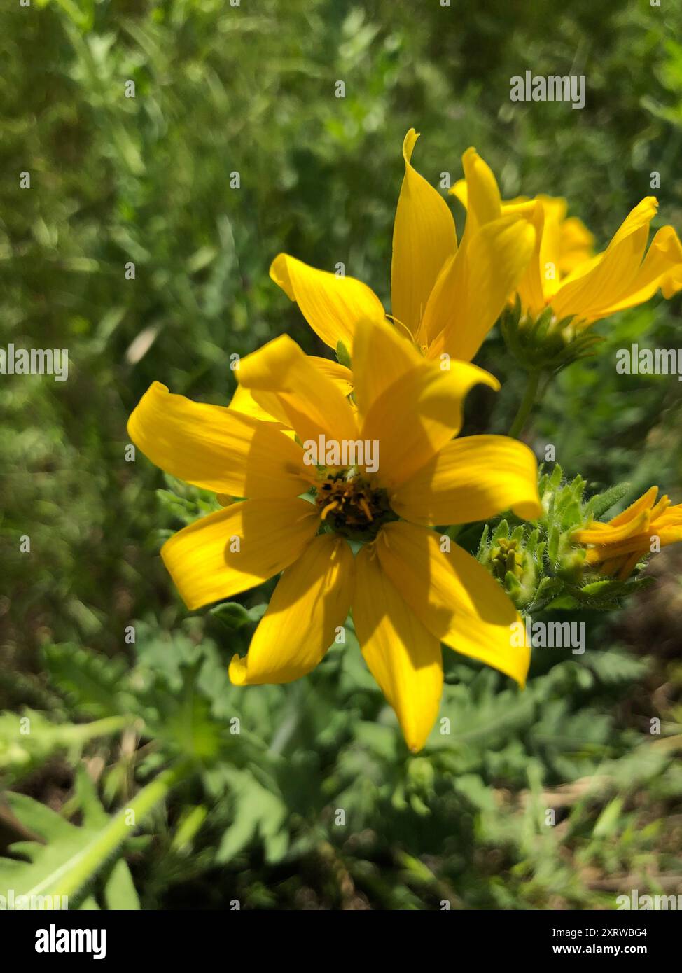 Engelmann daisy (Engelmannia peristenia) Plantae Stock Photo - Alamy