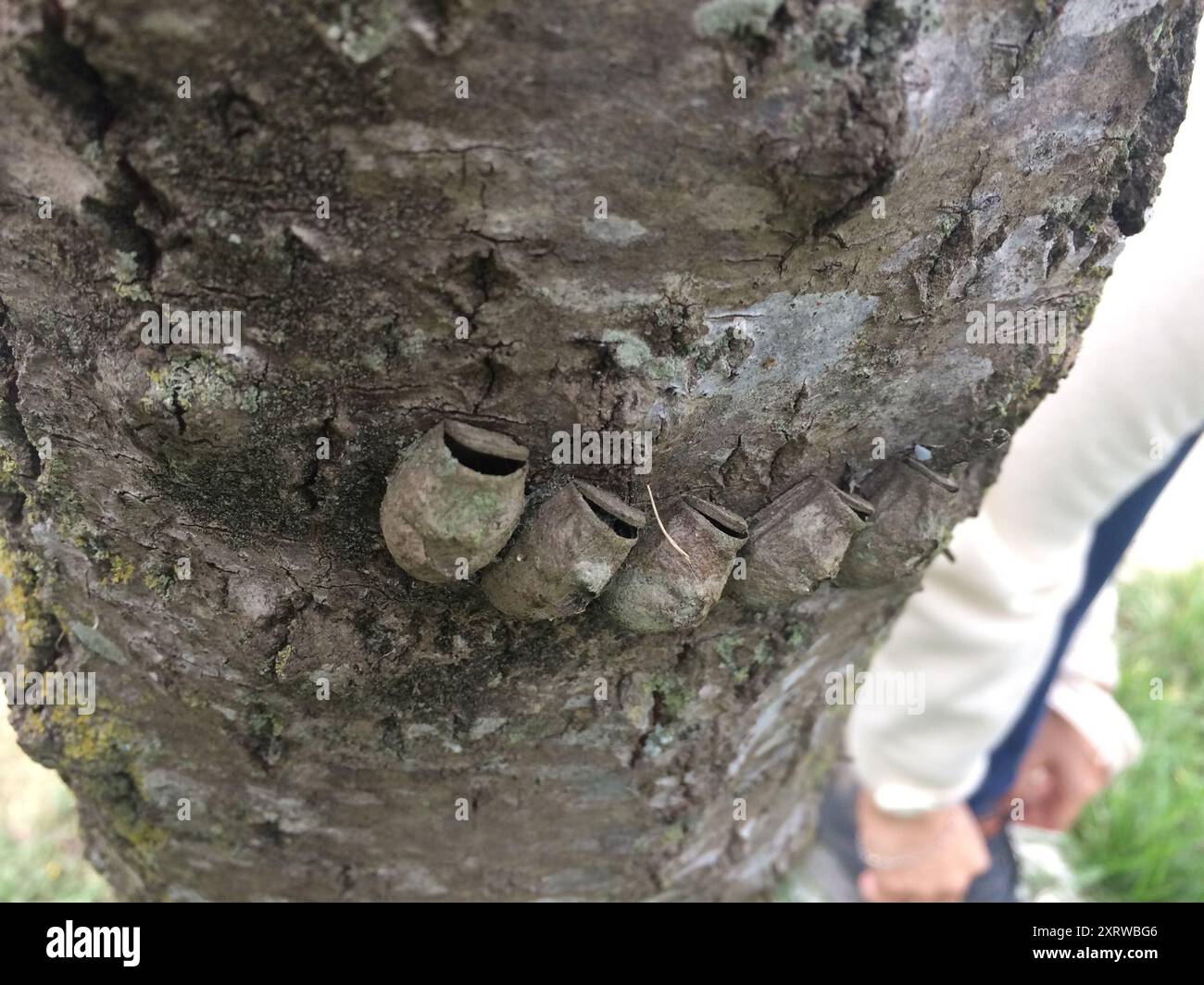 New World Flannel Moths (Megalopygidae) Insecta Stock Photo - Alamy