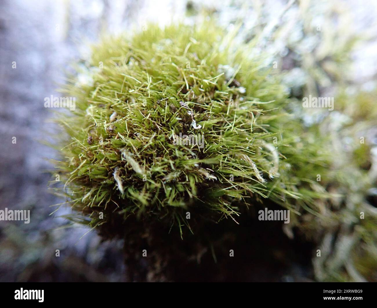 Fragile Fork-moss (Dicranum tauricum) Plantae Stock Photo - Alamy